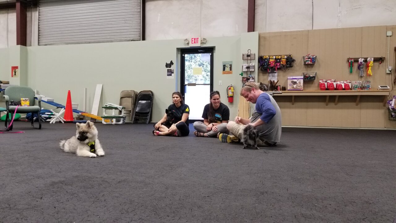 Canine Country Academy | Dog Training and Behavior