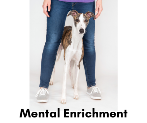 Canine Country Academy | Dog Training and Behavior