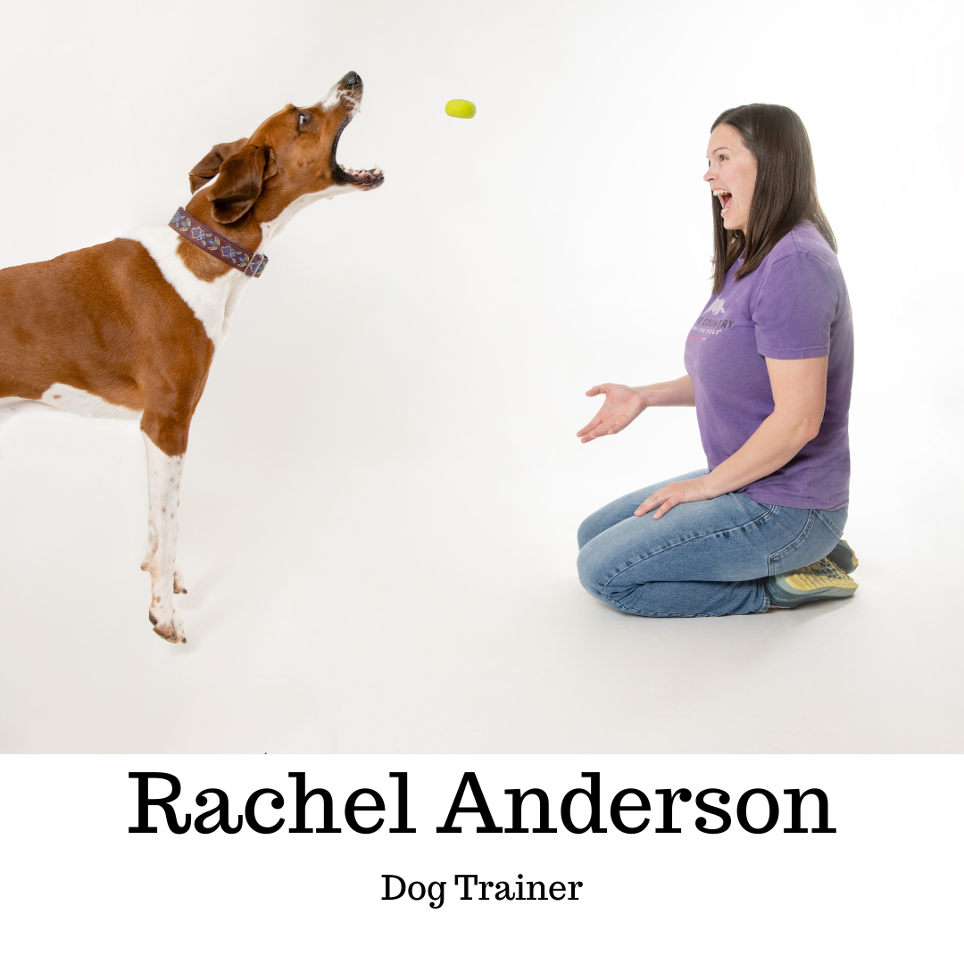 Appointments for Barn Hunt Private Lessons | Canine Country Academy