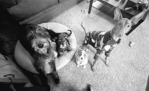 Multi-Dog Workshop | Canine Country Academy