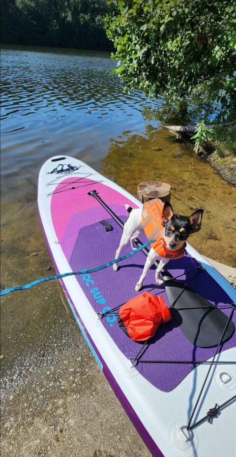 Intro to Paddleboarding & Kayaking with Your Dog | Canine Country Academy