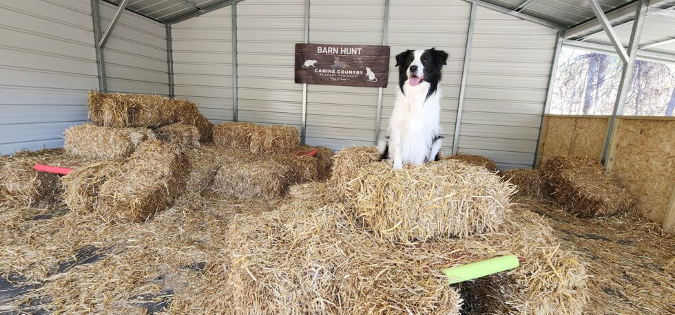 Barn Hunt Fun Day Trials | Canine Country Academy